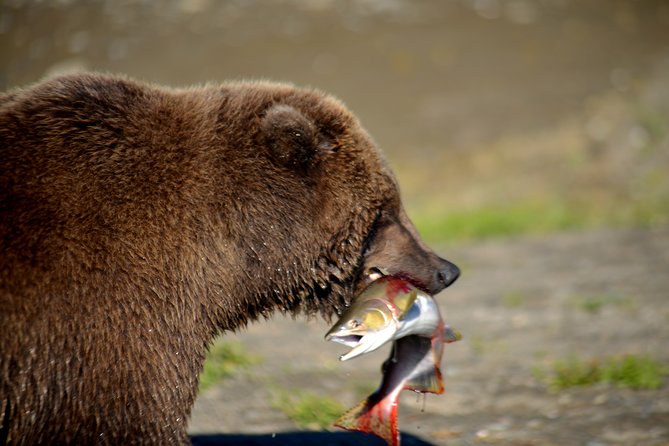 2 Park Bear Viewing Adventure to Katmai and Lake Clark NP - An In-Depth Look at the Tour Experience