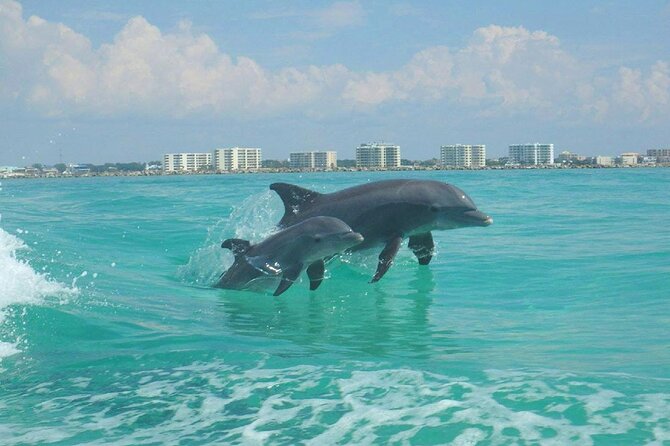 2-Stop Snorkeling and Dolphin Cruise from Destin - The Sum Up