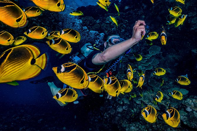 2 Tank Lanai Cathedral Scuba Dive Via Boat for Certified Divers - What to expect on the boat