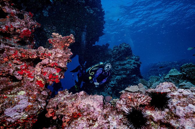 2 Tank Lanai Cathedral Scuba Dive Via Boat for Certified Divers - Final thoughts