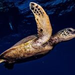 2-Tank Maui Turtle Scuba Dive or Snorkel Boat Tour - What’s Included and What to Know