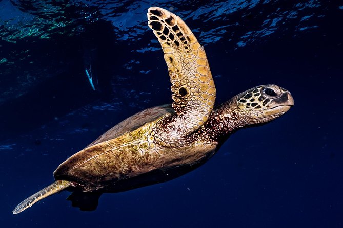2-Tank Maui Turtle Scuba Dive or Snorkel Boat Tour - What’s Included and What to Know