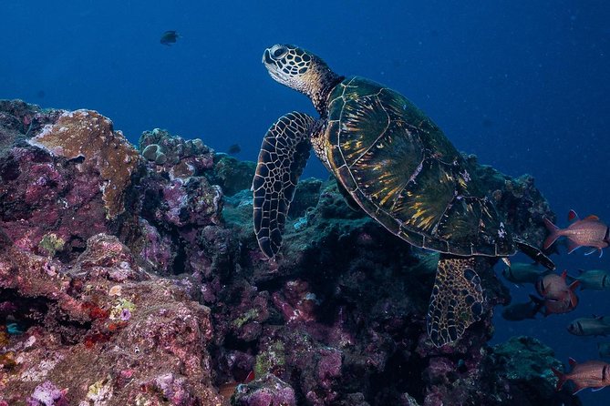 2-Tank Maui Turtle Scuba Dive or Snorkel Boat Tour - Practical Tips for Travelers