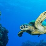 2 Tanks Scuba Dive Kaua'i from a Boat - The Experience at a Glance