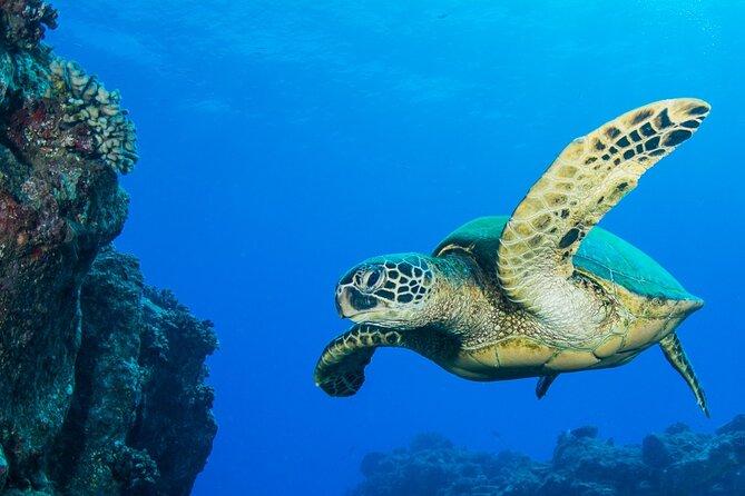 2 Tanks Scuba Dive Kaua'i from a Boat - The Experience at a Glance