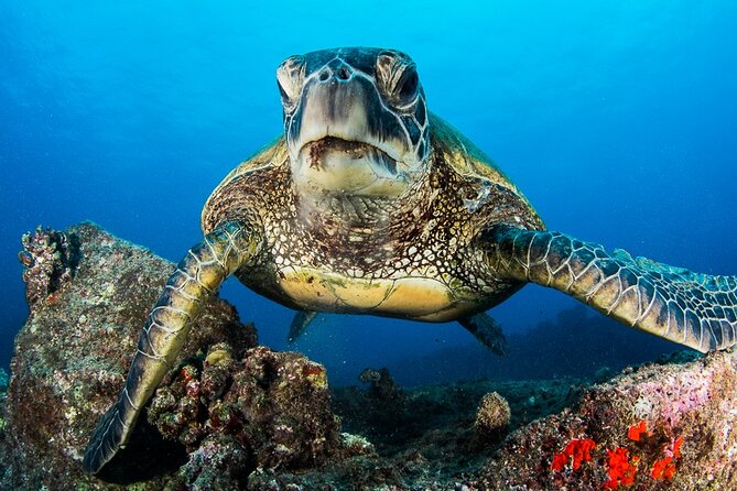 2 Tanks Scuba Dive Kaua'i from a Boat - Analyzing the Value