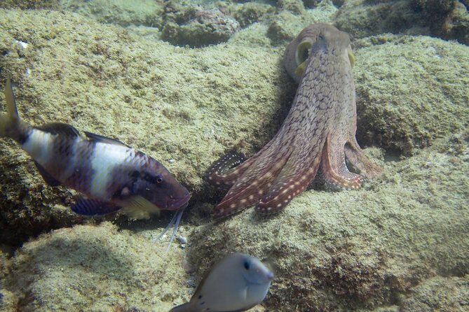 2 Tanks Scuba Dive Kaua'i from a Boat - Authentic Insights from Reviewers