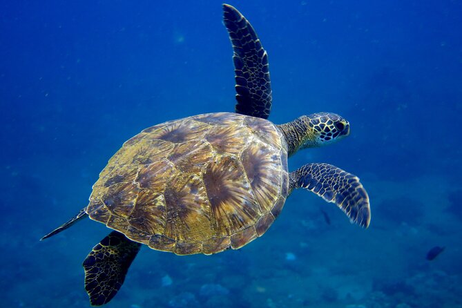 2 Tanks Scuba Dive Kaua'i from a Boat - Who Would Enjoy This Tour?