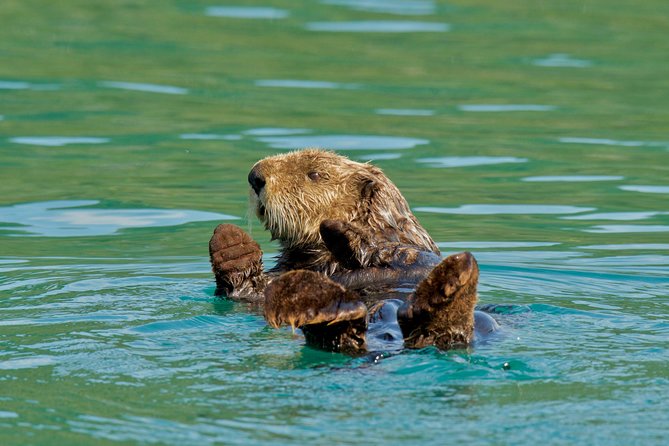 26 Glacier Cruise and Coach from Anchorage, AK - An In-Depth Look at the Tour