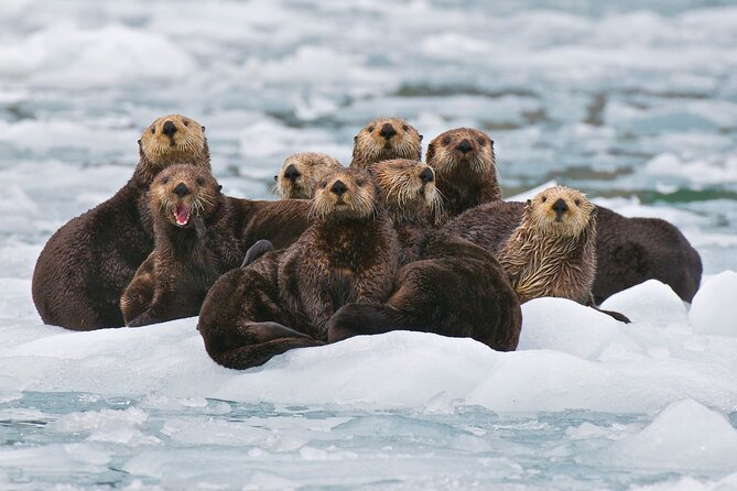26 Glacier Tour, Self-Drive from Anchorage, AK - Key Points