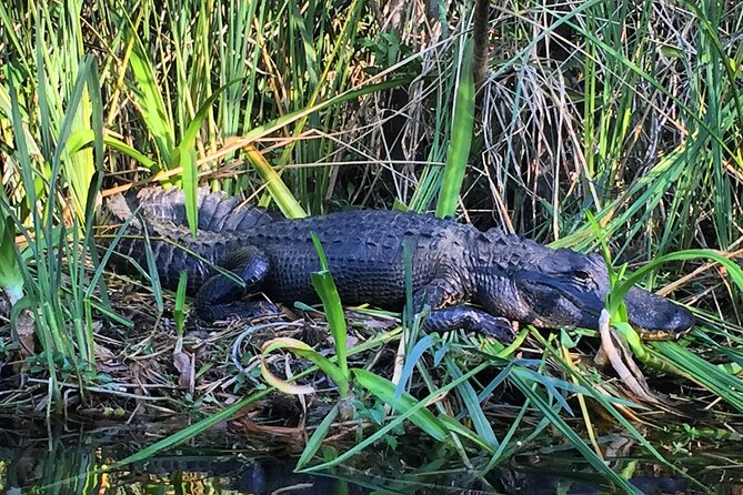 2Hour Everglades Kayak Safari Adventure Through Mangrove Tunnels - The Sum Up