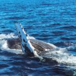 2Hour Whale Watching and Boat Cruise in Haleiwa Oahu Hawaii - Who Should Consider This Tour?