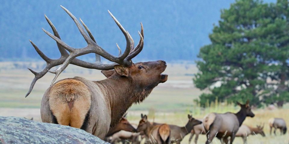 3/4 Day RMNP Mtn to Sky+Bear Lake Rd Tour-RMNPhotographer - Who Should Consider This Tour?