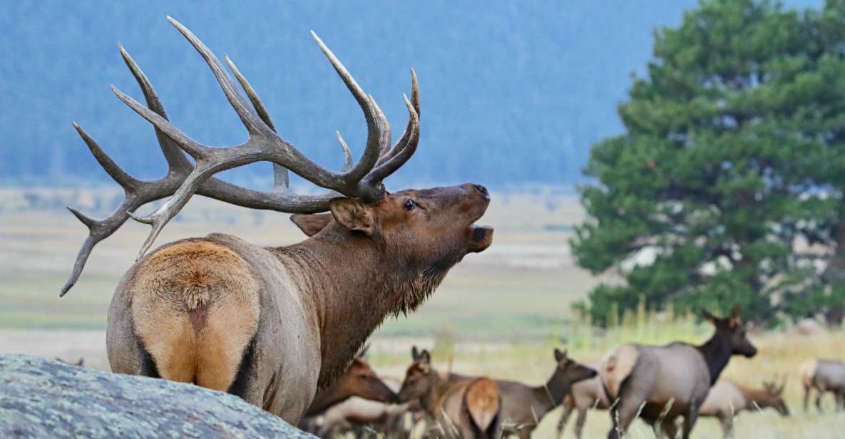 3/4 Day RMNP Mtn to Sky+Bear Lake Rd Tour-RMNPhotographer - The Sum Up
