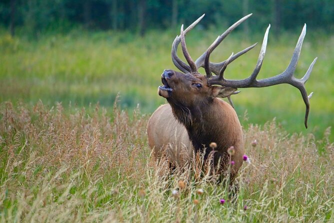 3/4 Day Rocky Mountain NP "Mountain to Sky+Bear Lake Rd" Tour - RMNPhotographer - Key Points
