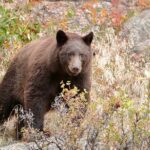 3/4 Day Rocky Mountain NP "Mountain to Sky+Bear Lake Rd" Tour - RMNPhotographer - Itinerary Breakdown: What to Expect