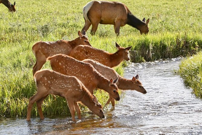 3/4 Day Rocky Mountain NP "Mountain to Sky+Bear Lake Rd" Tour - RMNPhotographer - Who Will Love This Tour?