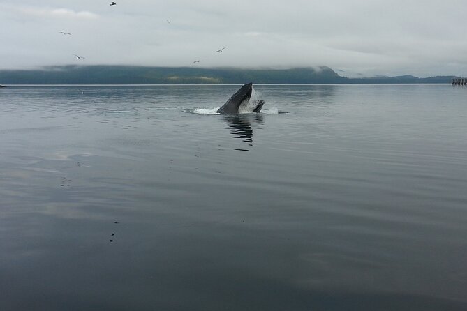 3.5 Hour Crowd-Skipping Whale Tour in Juneau Alaska - Who Will Love This Tour?