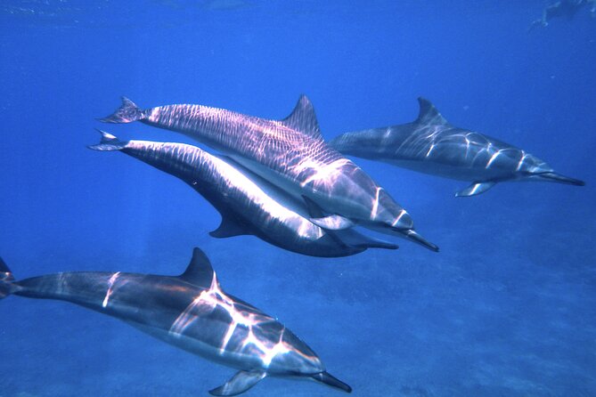 3.5 Hour Kailua-Kona Ocean Kayak and Snorkel Tour - What to Expect from This Adventure