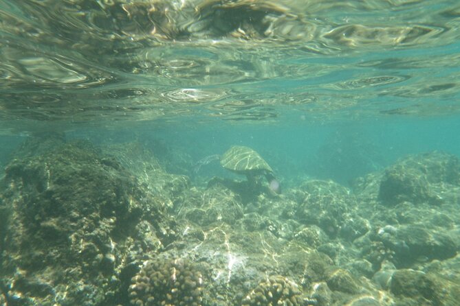 3.5 Hour Kailua-Kona Ocean Kayak and Snorkel Tour - FAQs