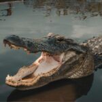 3-Day Miami Beach with Miami Bus/Boat Tour, Everglades and Keywest boat Tour - Who is This Tour Best For?