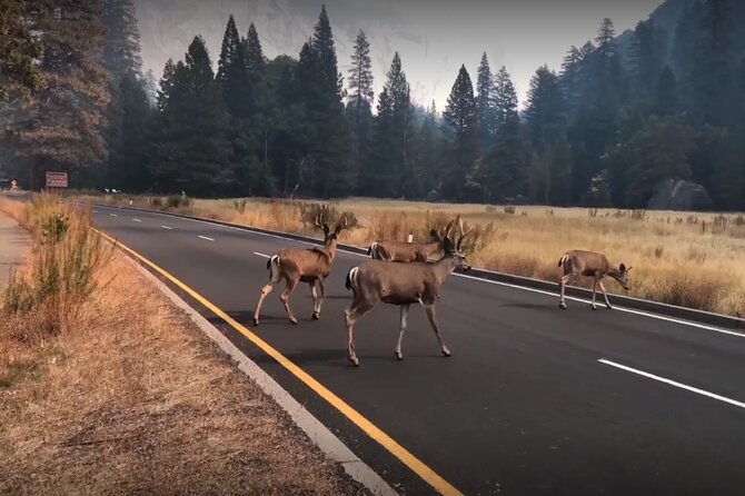 3-Day Tour: San Francisco, Yosemite National Park and LA - Frequently Asked Questions (FAQs)