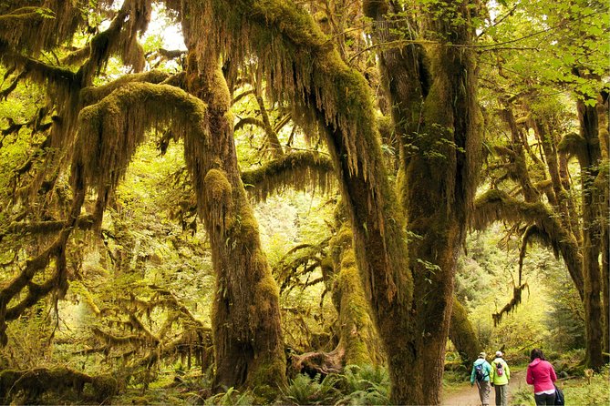 3 Days in Olympic National Park from Seattle: Silent Forest - Hoh Rainforest - Day 1: From City Buzz to Forest Calm