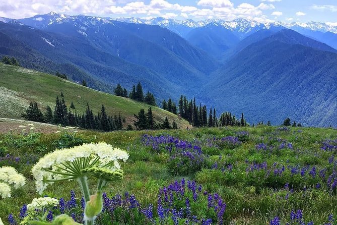 3 Days in Olympic National Park from Seattle: Silent Forest - Hoh Rainforest - The Value of the Tour: What’s Included and Why It Matters