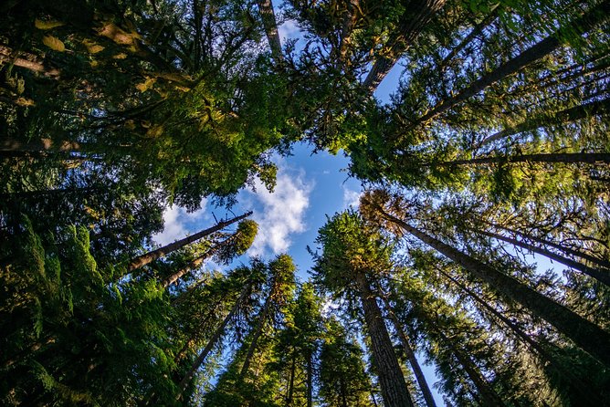 3 Days in Olympic National Park from Seattle: Silent Forest - Hoh Rainforest - Who Should Consider This Tour?