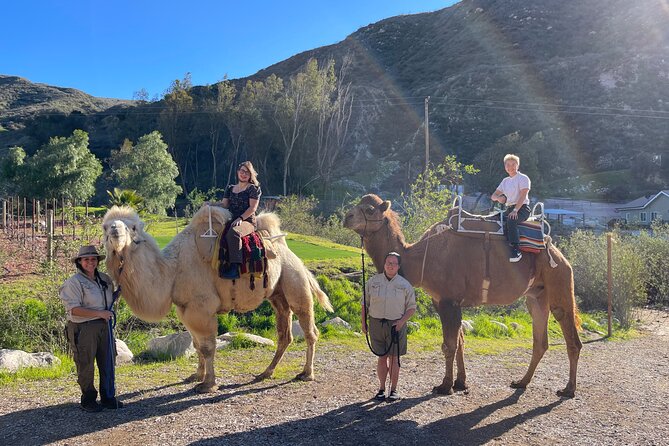 3 Hour Camel Trek into the Forest and Ranch in California - Practical Details and What to Know