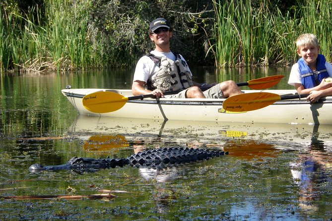 3 Hour Guided Mangrove Tunnel Kayak Eco Tour - Why This Tour Is Worth It