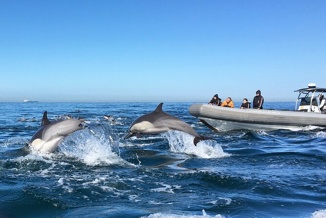 3-Hour Guided Whale and Dolphin Watching Experience in San Diego - An In-Depth Look at the Experience
