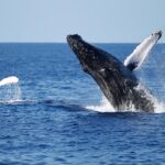 3-Hour Guided Whale and Dolphin Watching Experience in San Diego - Who Will Love This Tour?