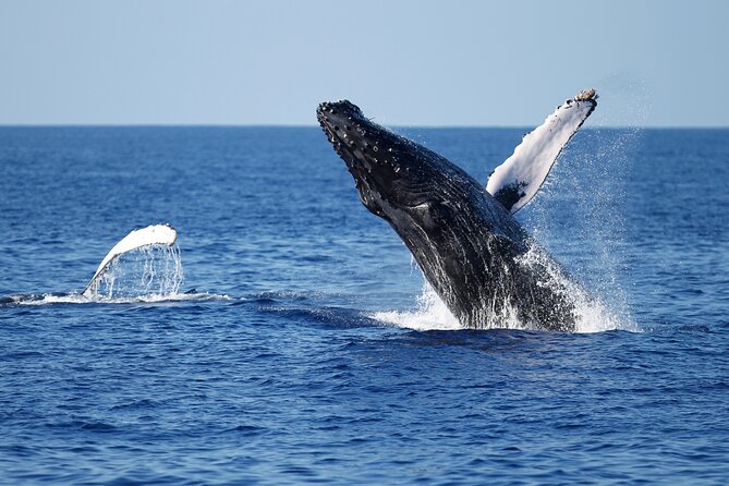 3-Hour Guided Whale and Dolphin Watching Experience in San Diego - Who Will Love This Tour?