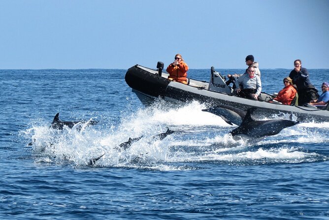 3-Hour Guided Whale and Dolphin Watching Experience in San Diego - FAQs