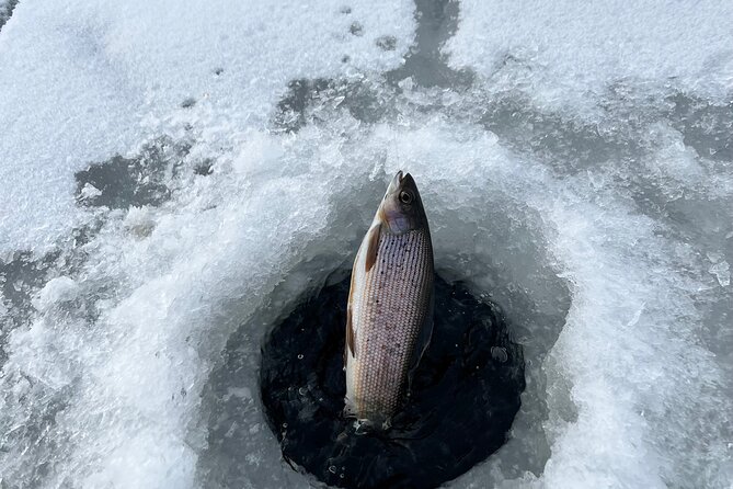 3 Hour Ice Fishing Experience - The Sum Up