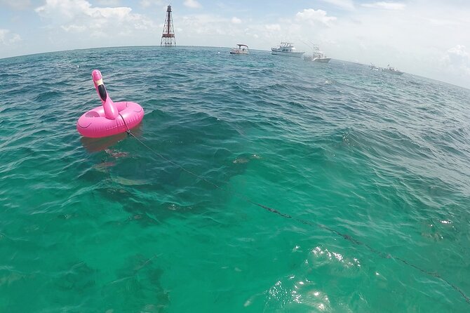 3 Hour Private Snorkeling in Marathon Florida - What to Expect from Your 3-Hour Private Snorkeling Tour
