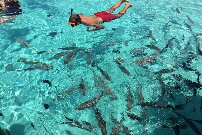 3 Hour Private Snorkeling in Marathon Florida - Who Should Book This Tour?