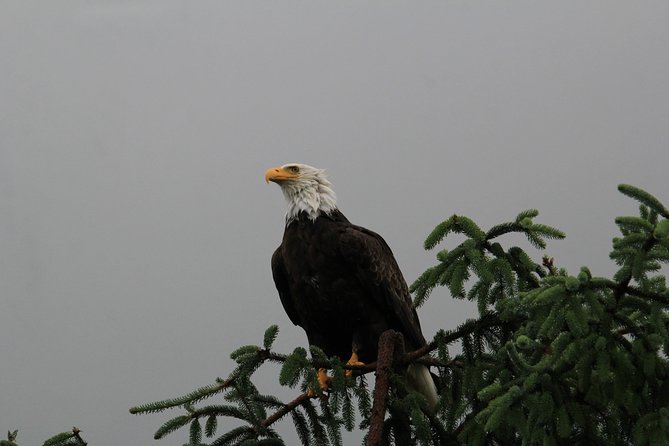 3 Hour Rainforest Walk & Totem Park Wild Wolf Tours - Delving Into the Itinerary: What to Expect