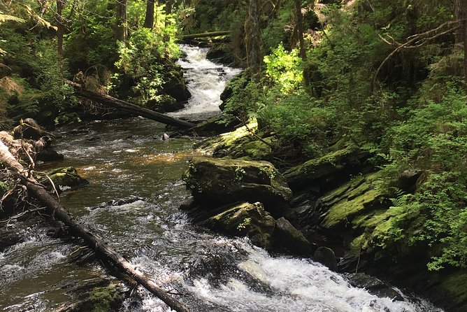 3 Hour Rainforest Walk & Totem Park Wild Wolf Tours - Practical Details: What You Need to Know