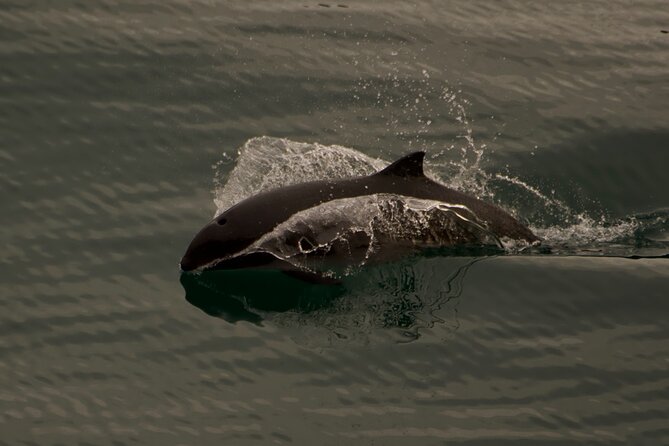3-Hour Sea Kayak Tour in the San Juan Islands - Final Thoughts: Is It Worth It?
