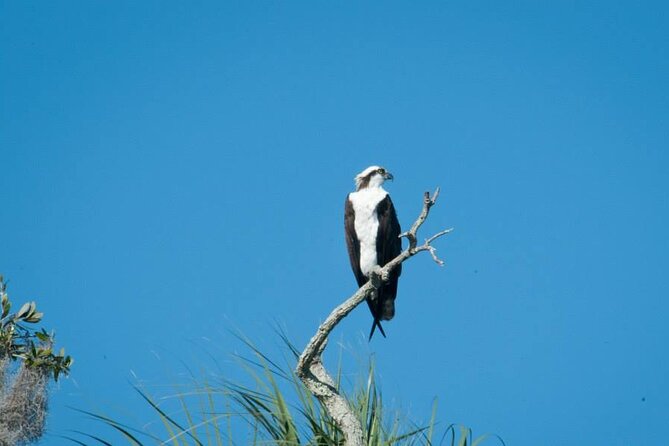 3 Hour See Crystal River Wildlife Safari Boat Cruise - Introduction to the Crystal River Wildlife Safari