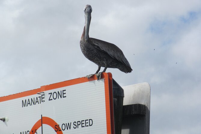3 Hour See Crystal River Wildlife Safari Boat Cruise - In-Depth Look at the Itinerary