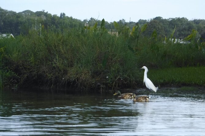 3 Hour See Crystal River Wildlife Safari Boat Cruise - What’s Included and What’s Not?