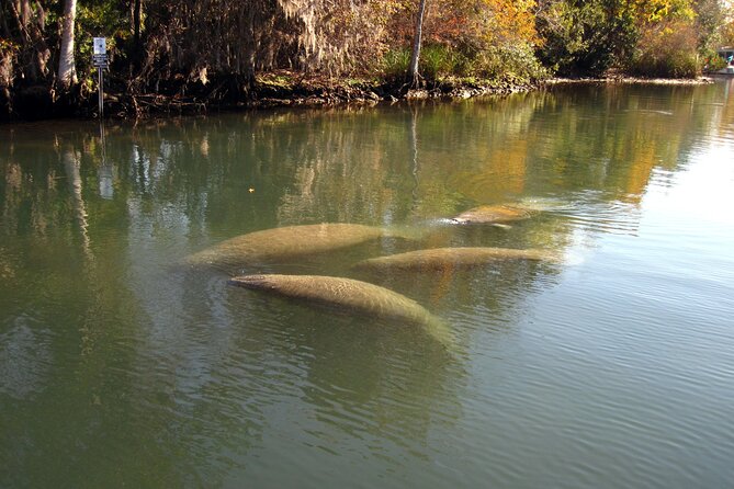 3 Hour See Crystal River Wildlife Safari Boat Cruise - Practical Details: Booking, Cost, and Tips