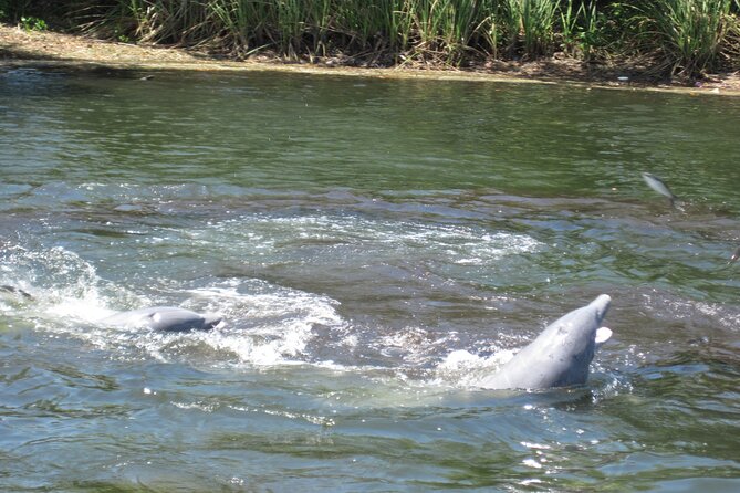 3 Hour See Crystal River Wildlife Safari Boat Cruise - The Experience of a Typical Day