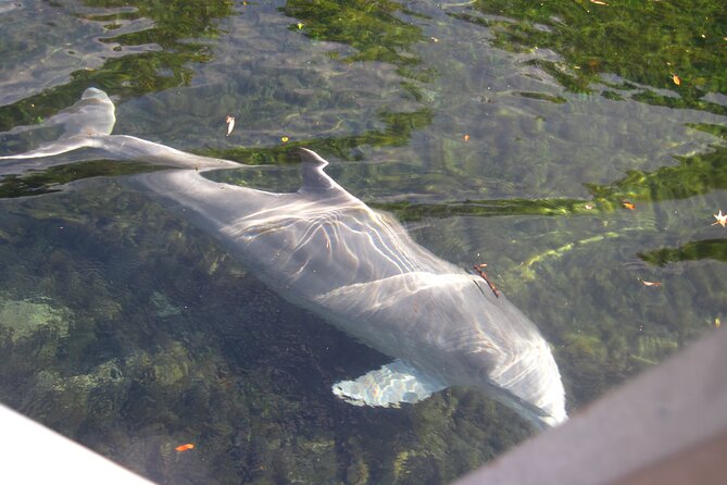3 Hour See Crystal River Wildlife Safari Boat Cruise - Who This Tour Is Best For