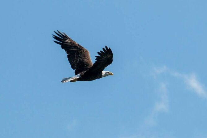 3 Hour See Crystal River Wildlife Safari Boat Cruise - Final Thoughts