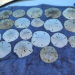 3 Hour Shared Shell Key Deck Boat Adventure - Who Will Love This Tour?