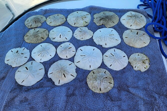 3 Hour Shared Shell Key Deck Boat Adventure - Who Will Love This Tour?